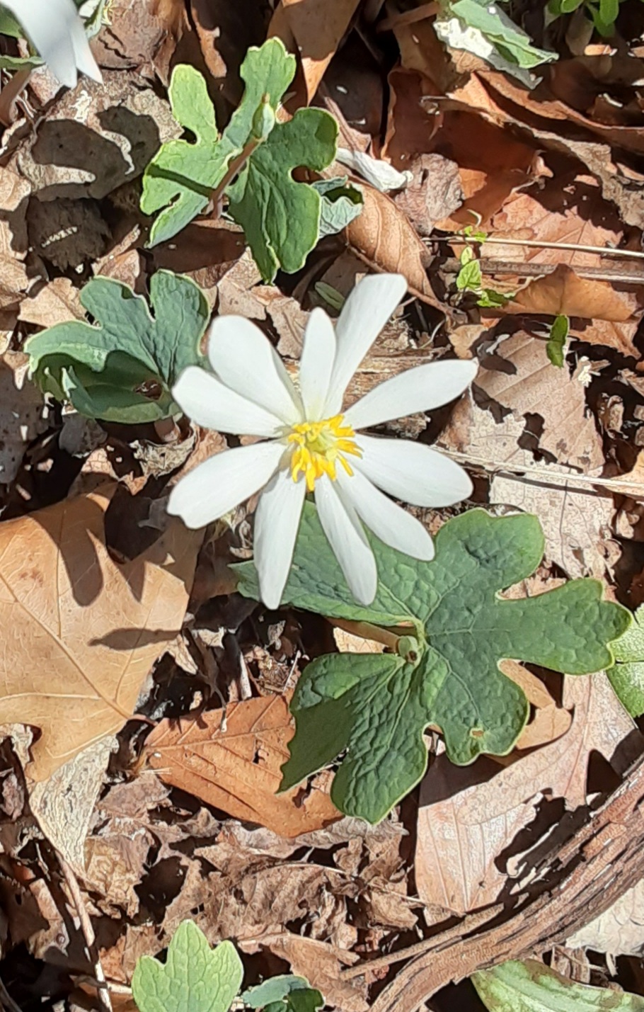 Plants of the Chester Creek (2022) – Chester Creek Trail