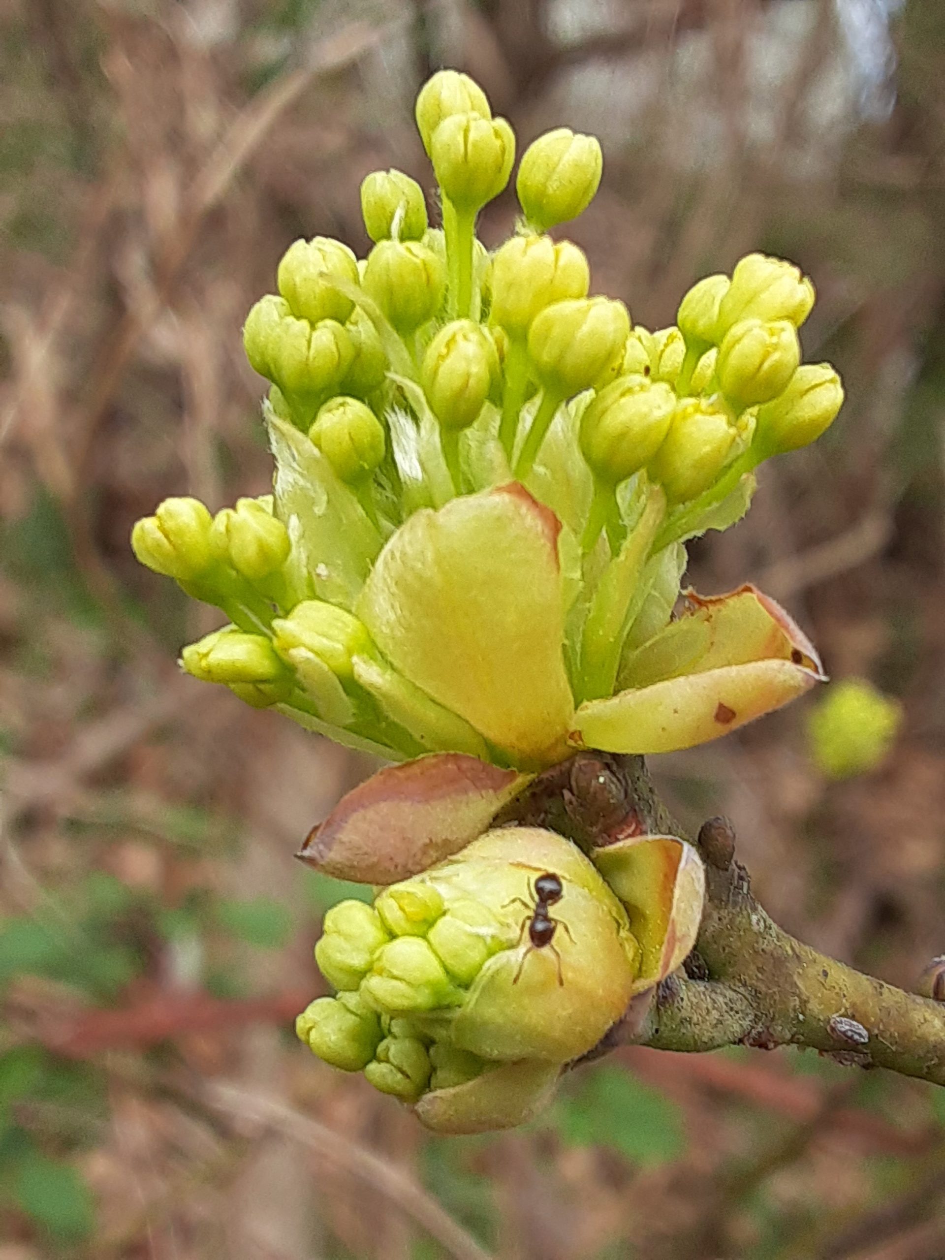 Plants of the Chester Creek (2022) – Chester Creek Trail