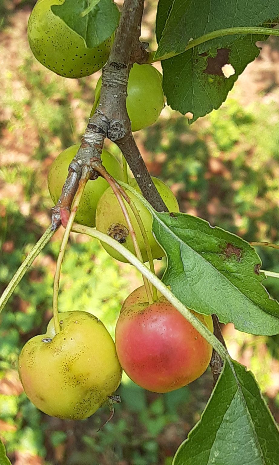 Plants of the Chester Creek – Chester Creek Trail