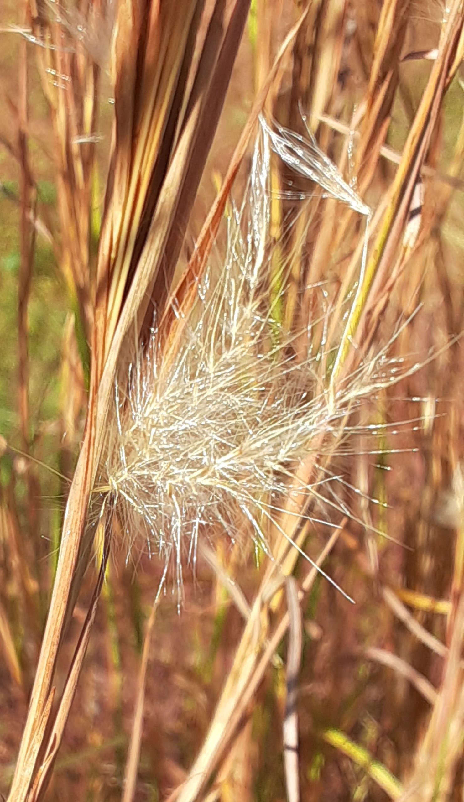 Plants of the Chester Creek – Chester Creek Trail