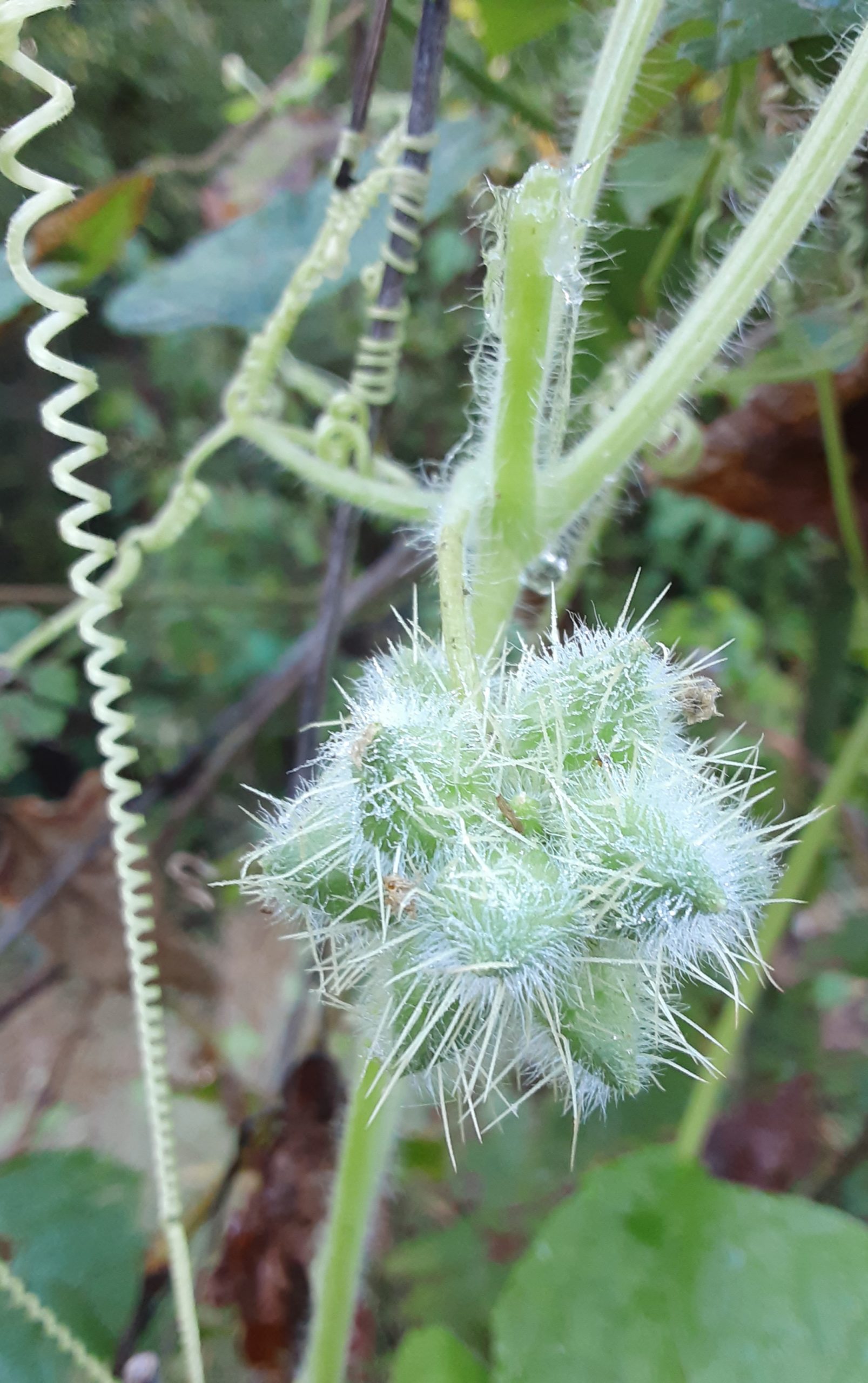 Plants of the Chester Creek – Chester Creek Trail