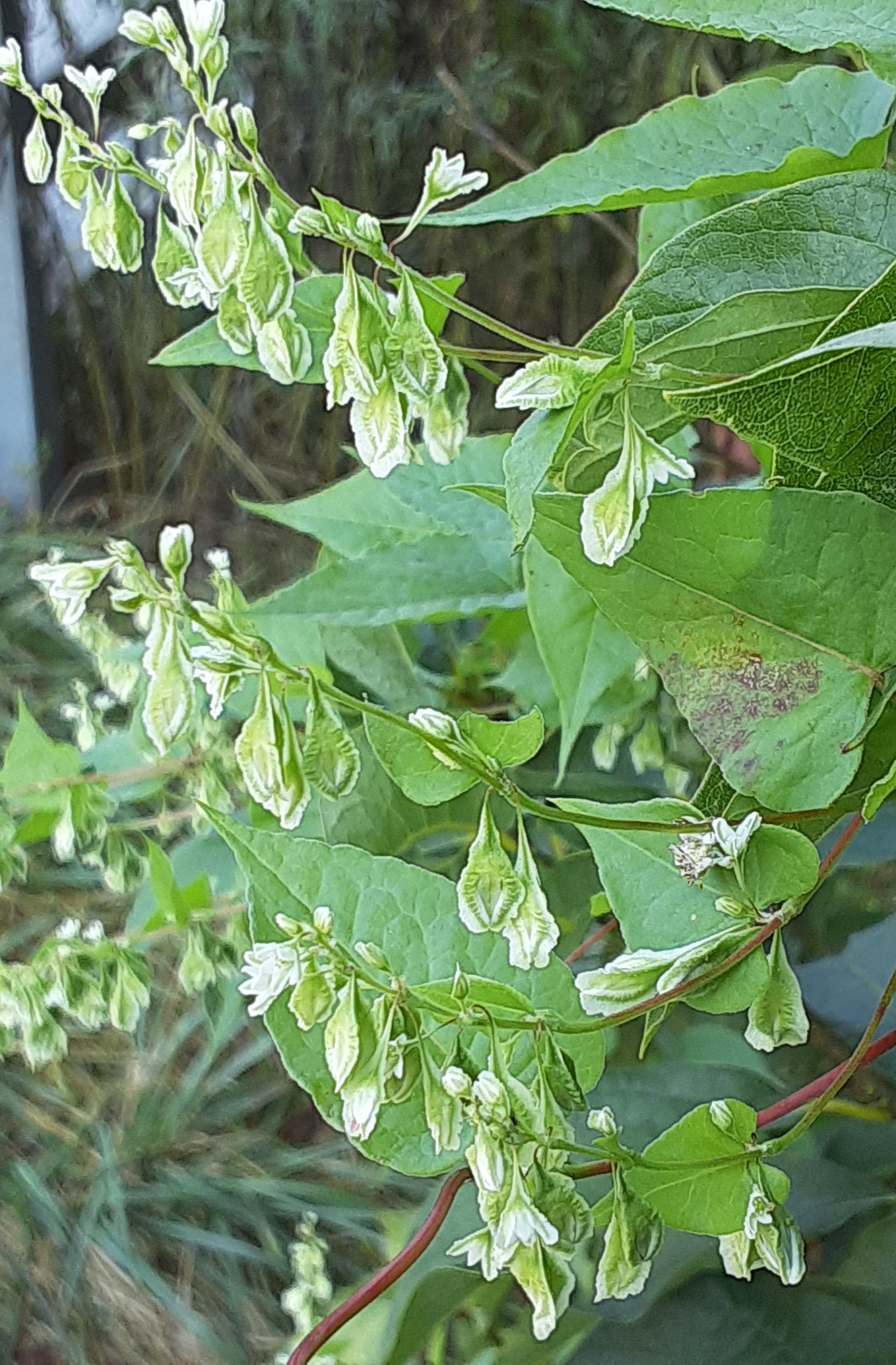 Plants of the Chester Creek – Chester Creek Trail