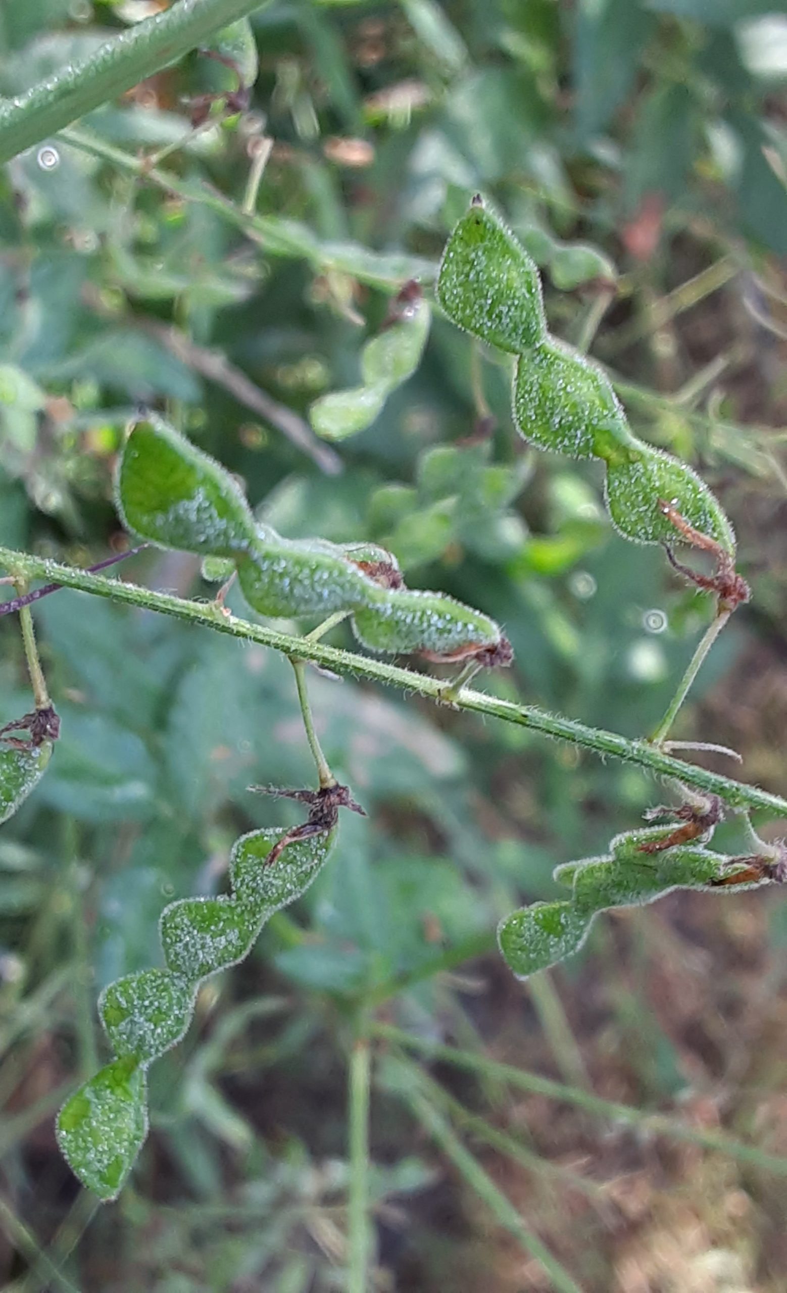 Plants of the Chester Creek – Chester Creek Trail