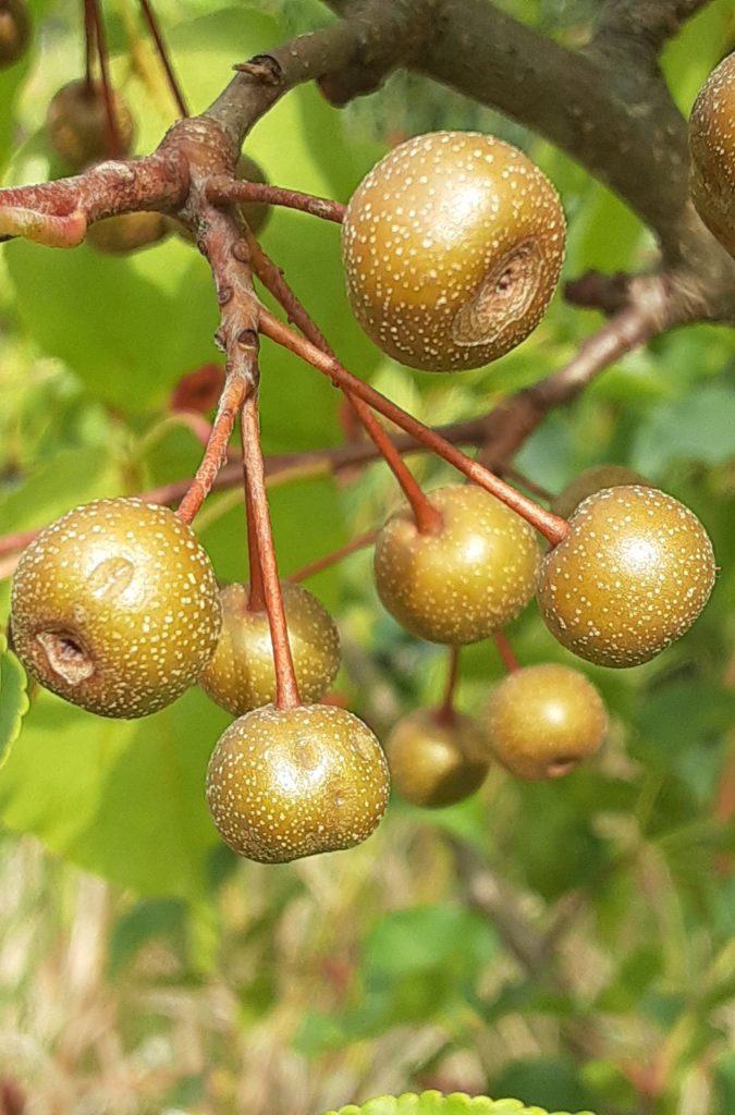 Plants of the Chester Creek – Chester Creek Trail